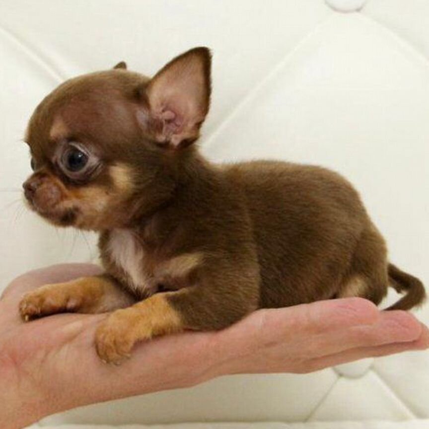 Чихуахуа, щенок