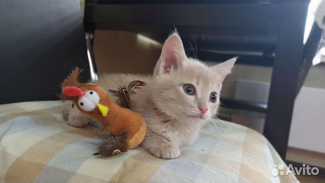 Котята ищут дом