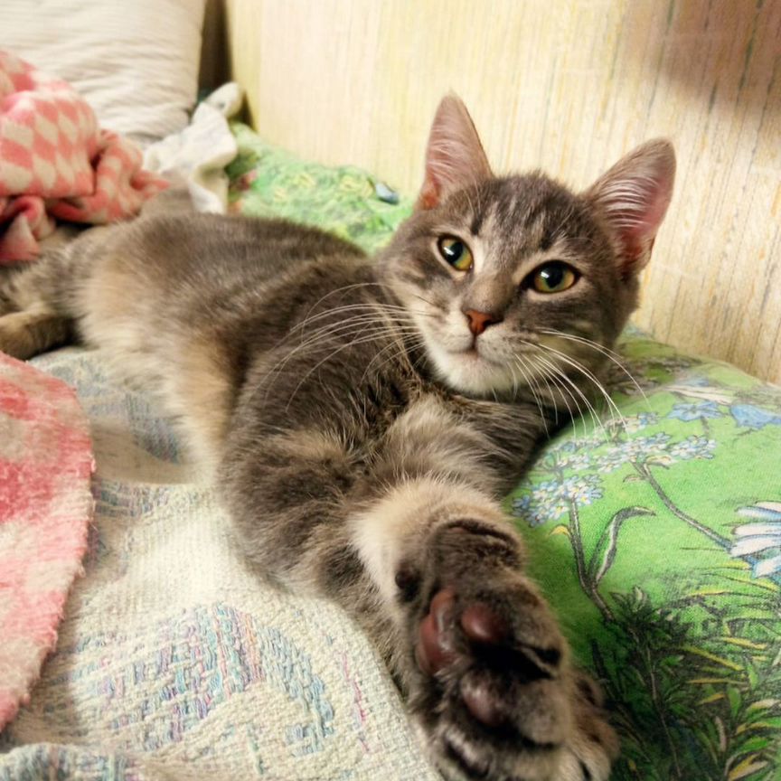 Кошечка 4 мес