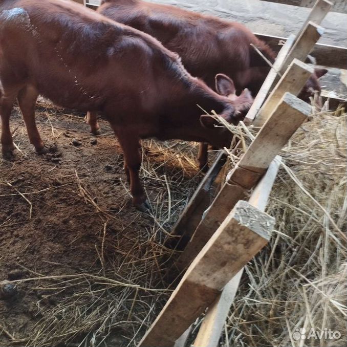 Телята от домашних коров