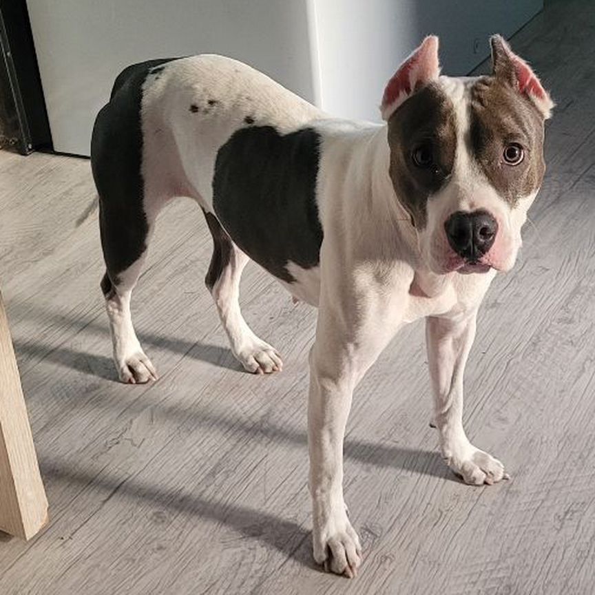 Американский стаффордширский терьер, взрослая собака