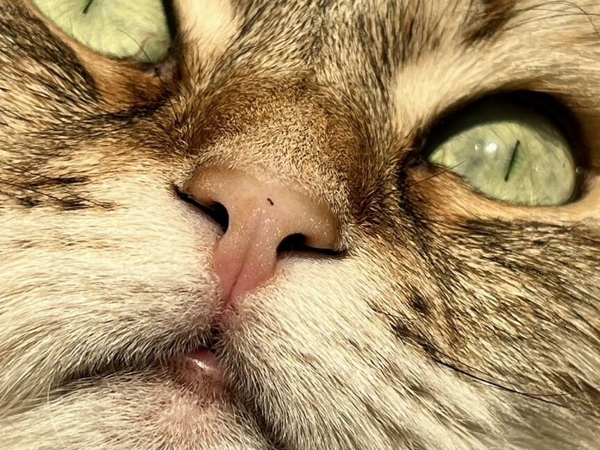 Кошка сибирская породистая в добрые руки