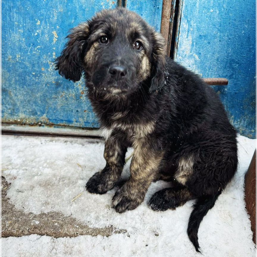 Щенок мальчик в дар