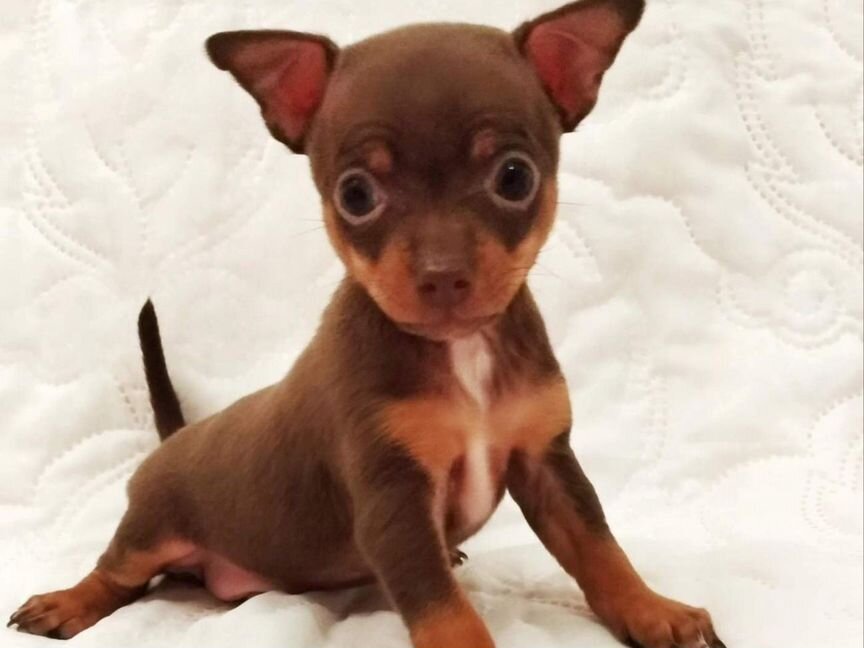 Той-терьер щенки