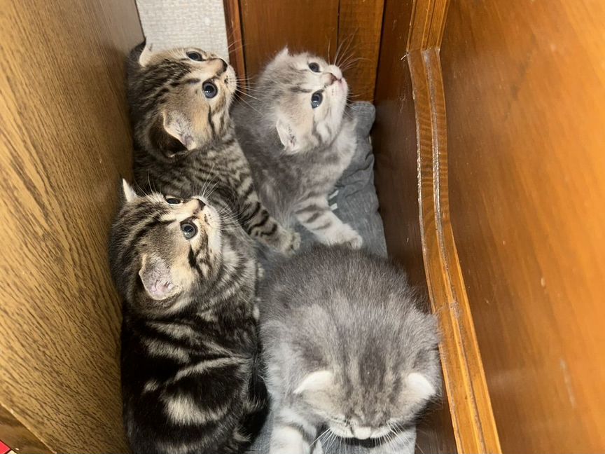 Шотландские котятки