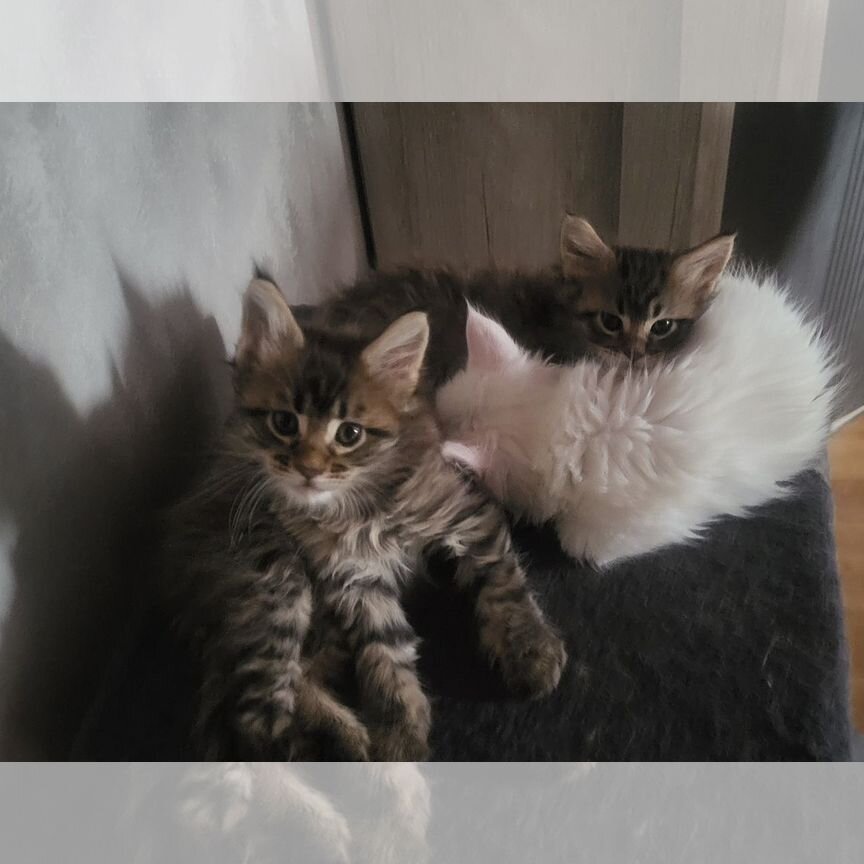 Мейн-кун котёнок