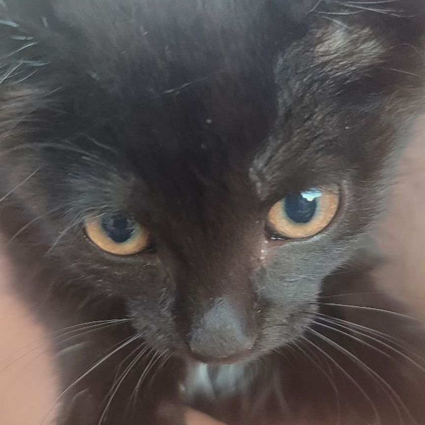 Котята для спасения