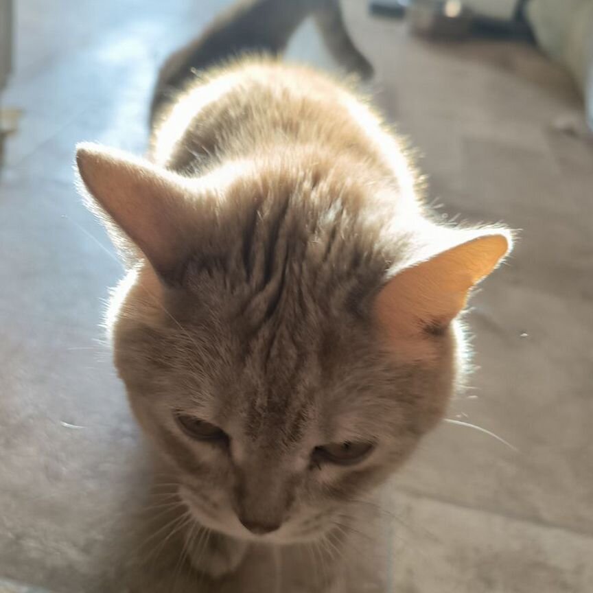 Британский короткошёрстный кот, взрослый