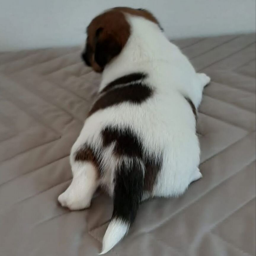 Джек-рассел-терьер, щенок