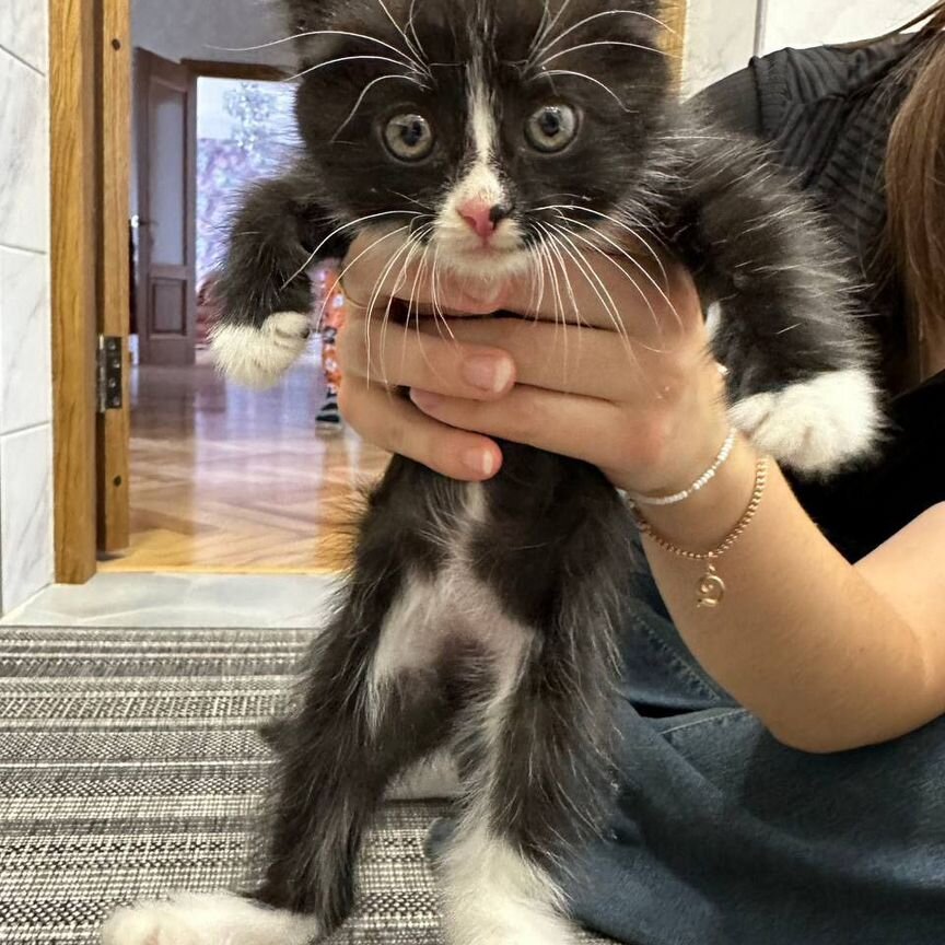 Котенок в добрые руки