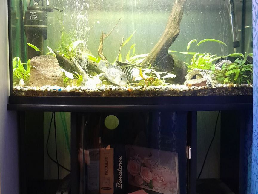 Аквариум pearl 100 л