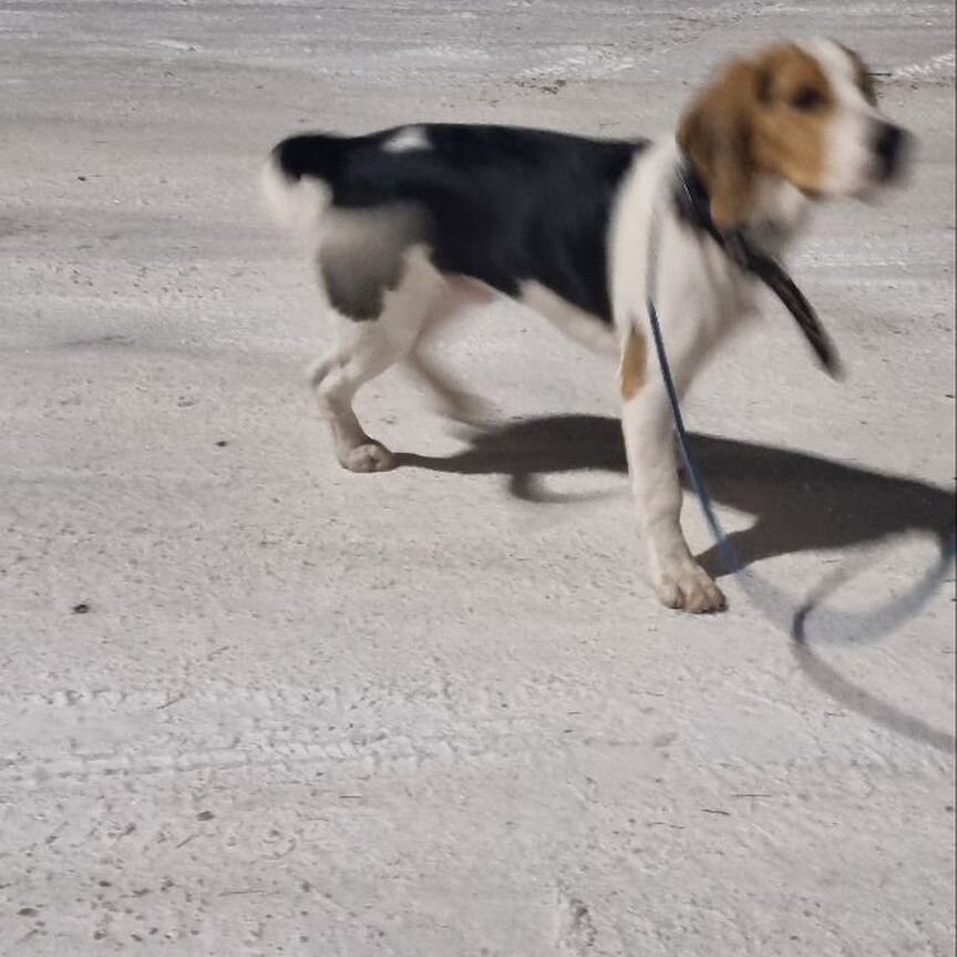 Бигль найден