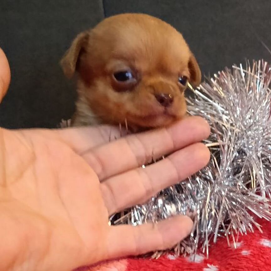 Чихуахуа, щенок