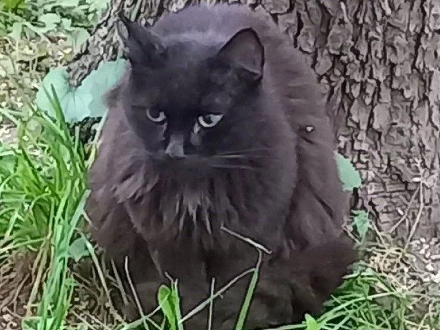 Домашний кот в беде.Выкинули.Другого машина сбила