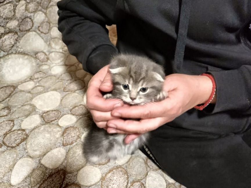 Кошечка