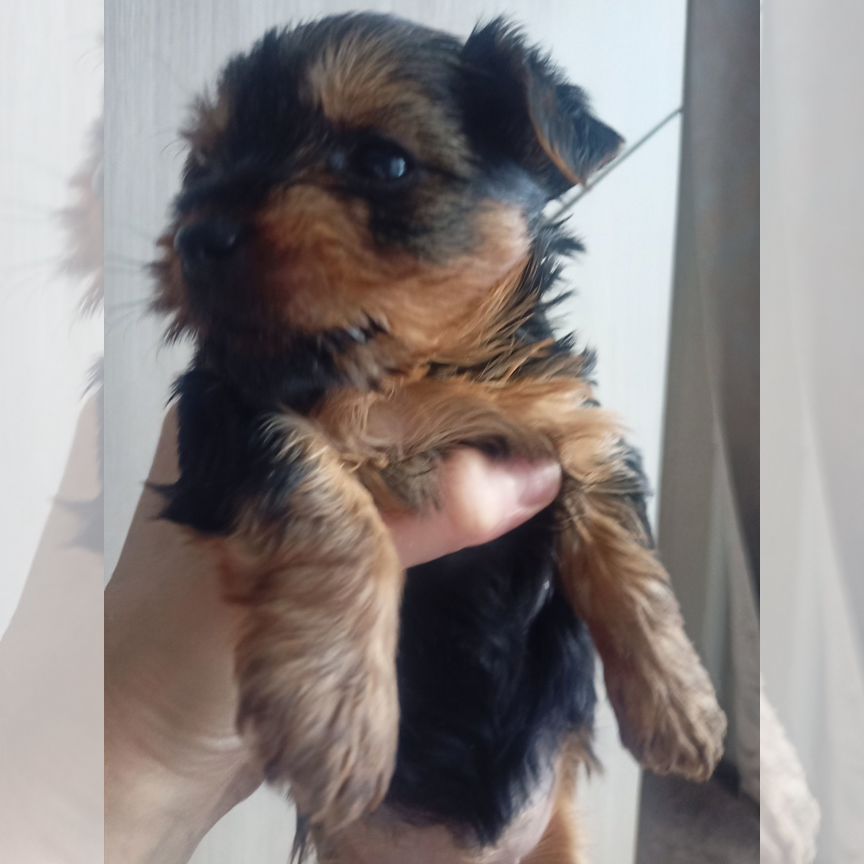 Йоркширский терьер, щенок