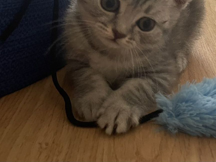 Шотландская кошечка прямоухая