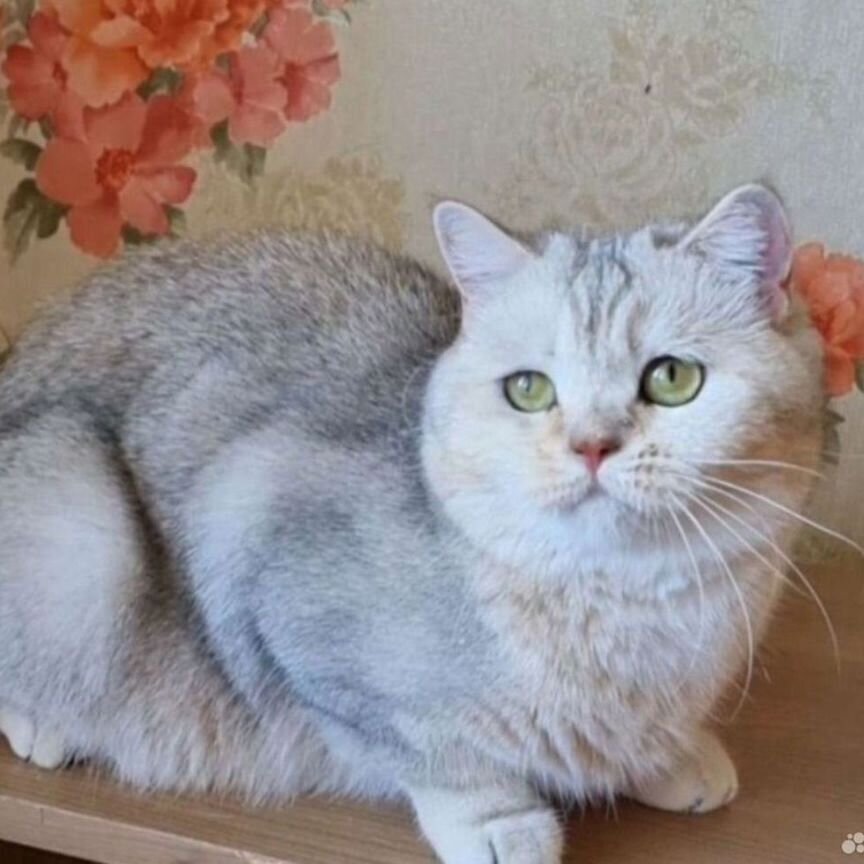 Девочка серебристая шиншилла