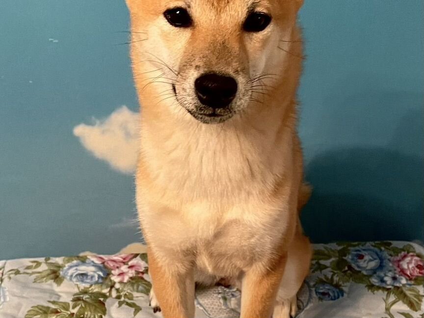 Щенок Сиба Ину