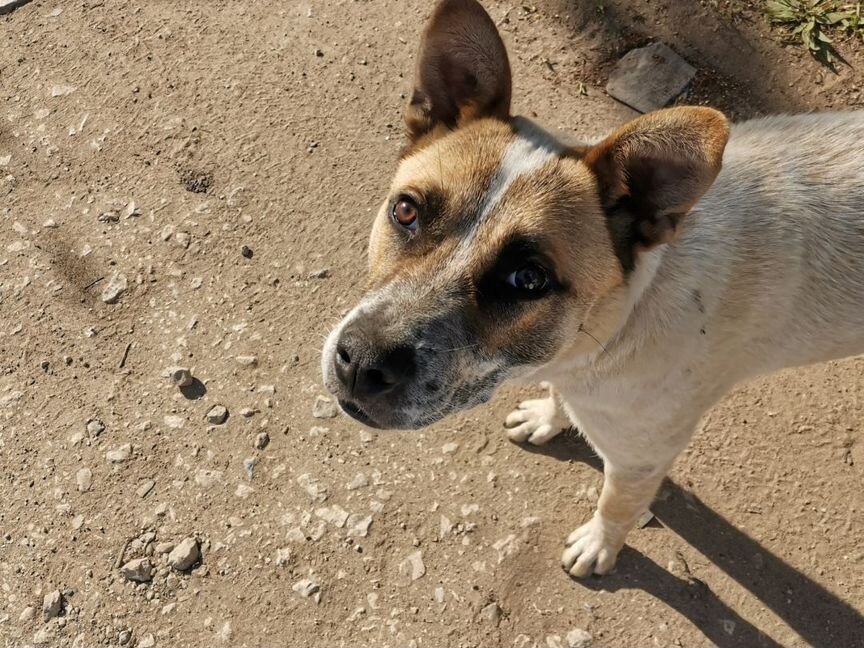 Сторожевой пес