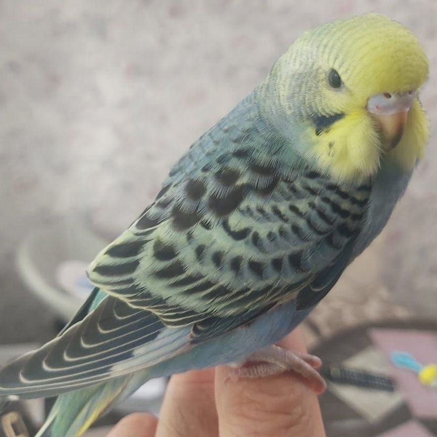 Говорящий попугай