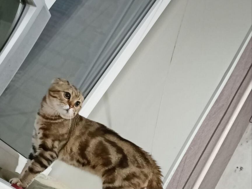 Шотландский кот