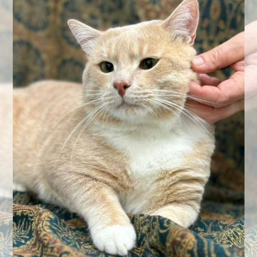 Кот Абрикос Пристройство