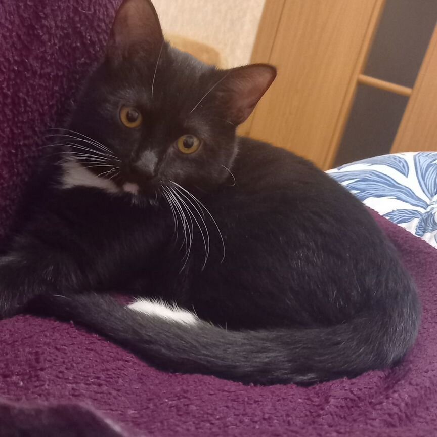 Котенок мальчик в добрые руки