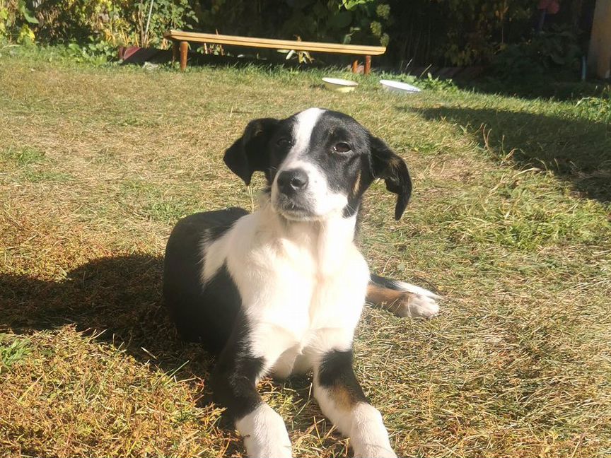 Щенки в добрые руки