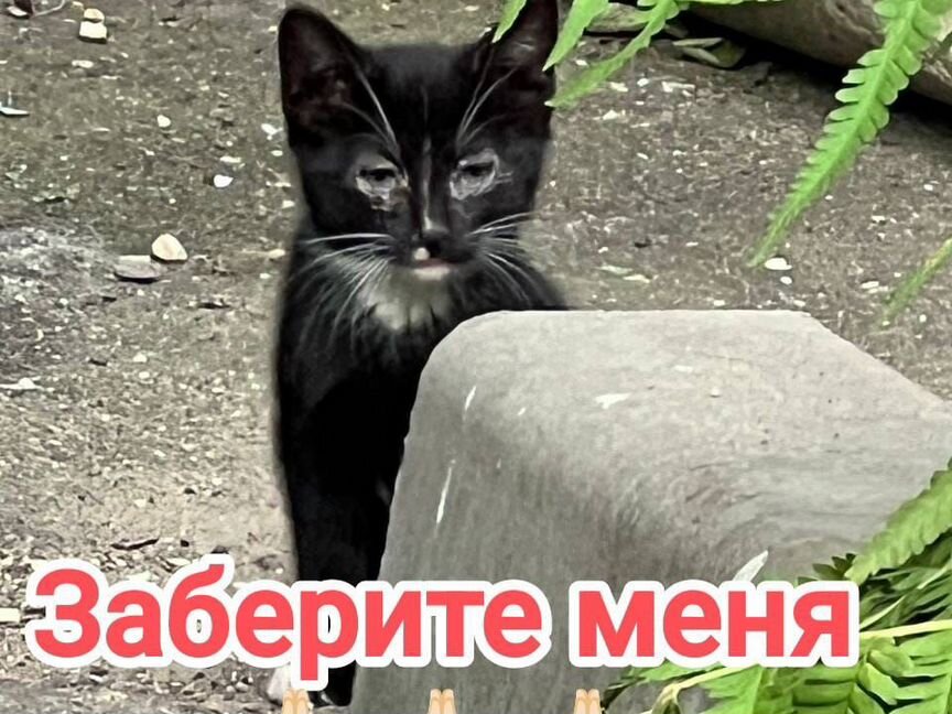 Котёнок (2 месяца) слепнет