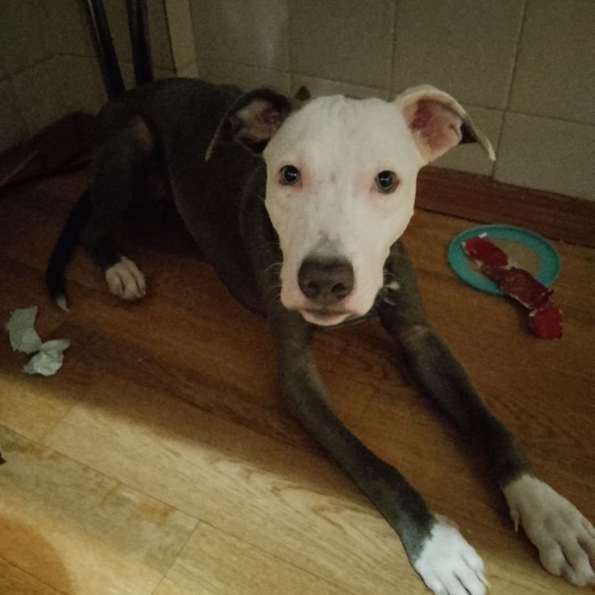 Стаффордширский терьер девочка