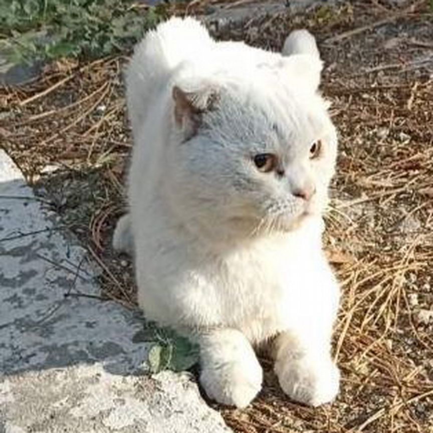 Кот бесплатно