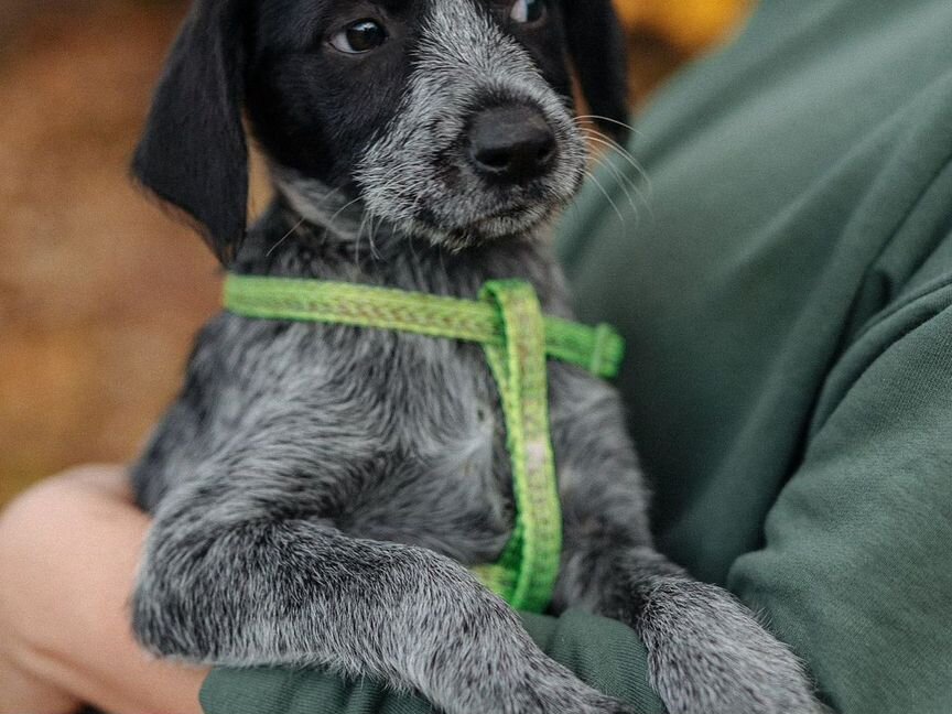 Щенок в добрые руки