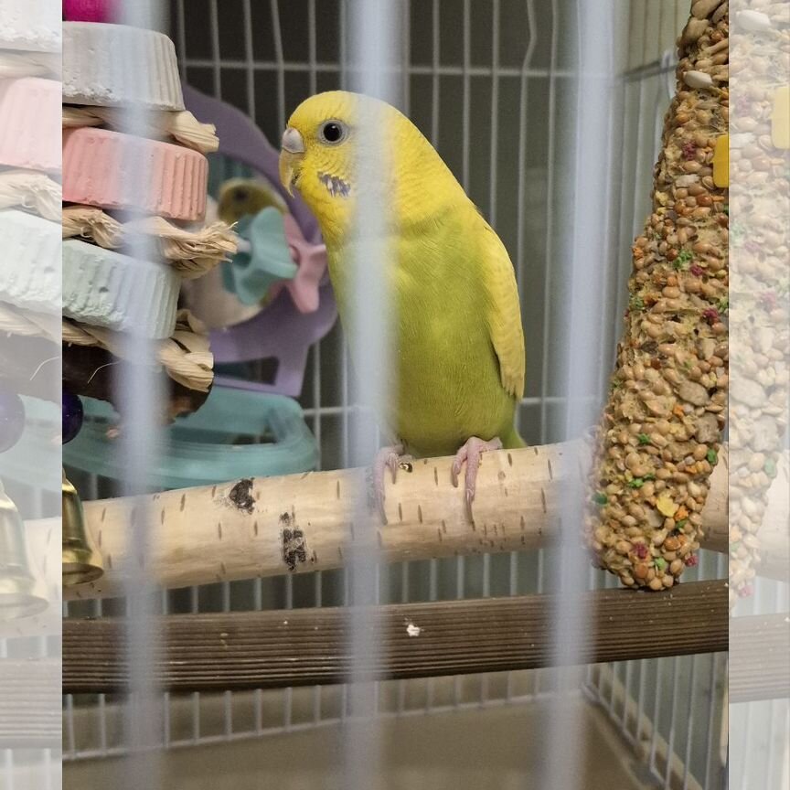 Волнистый попугай