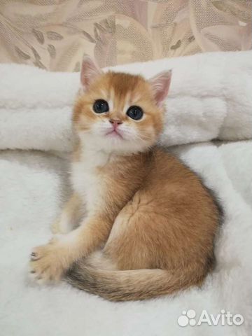 Золотая девочка