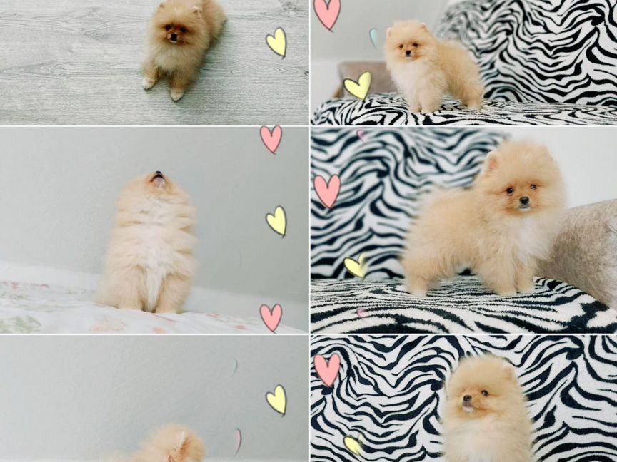 Mini щенки шпиц изучите описание