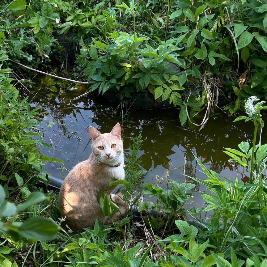 Котик в добрые руки
