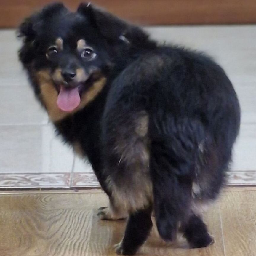 Взрослый пёс в добрые руки