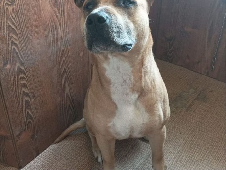 Американский стаффордширский терьер