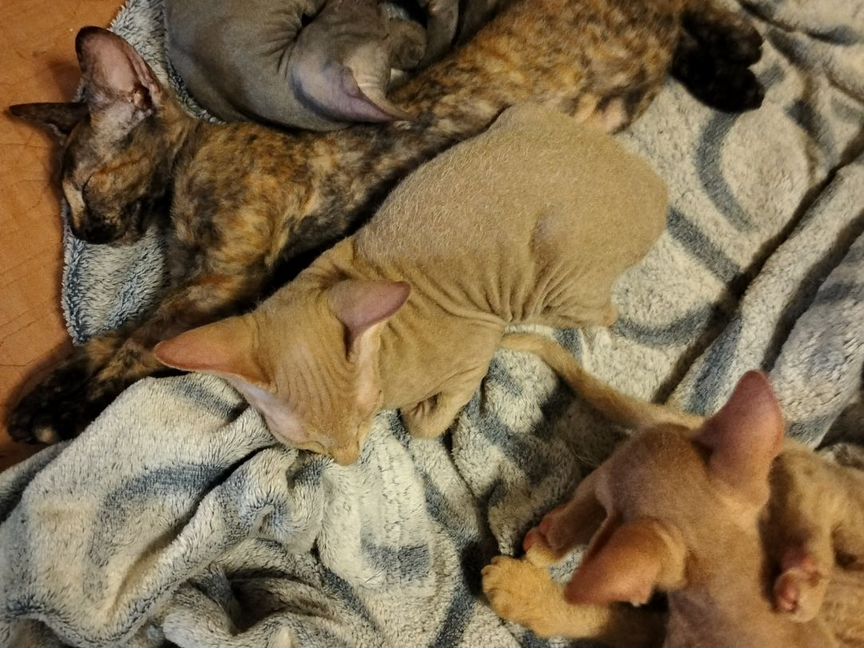 Продам котят в добрые руки