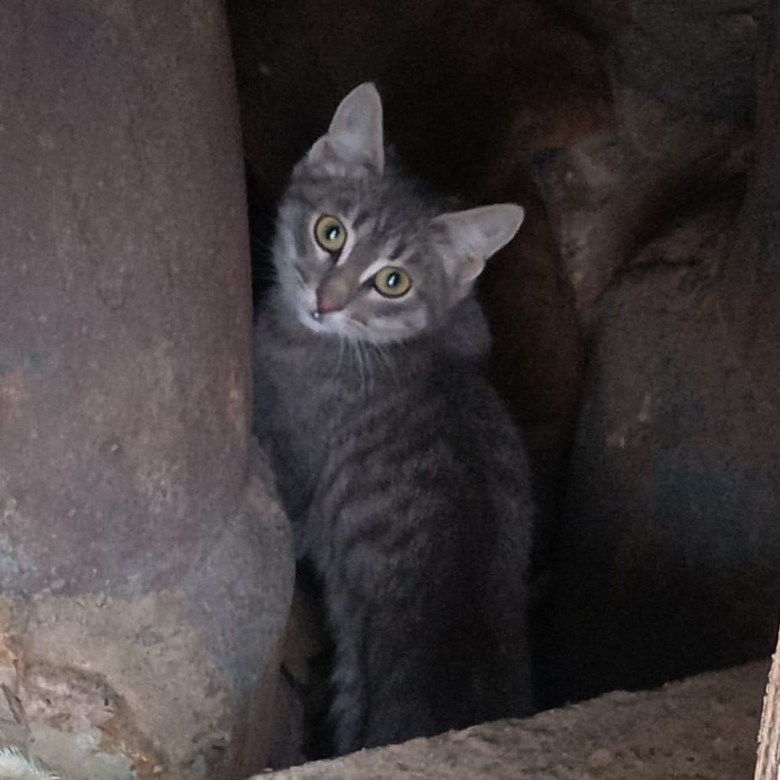 Помогите котёнку