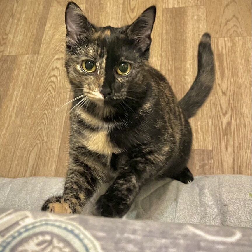 Ласковая игривая девочка