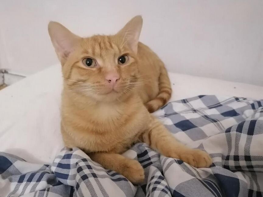 Рыжий кот