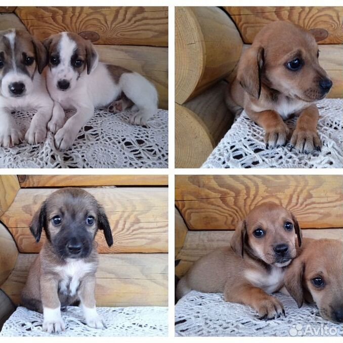 Щенячий патруль: самые милые щенки на свете