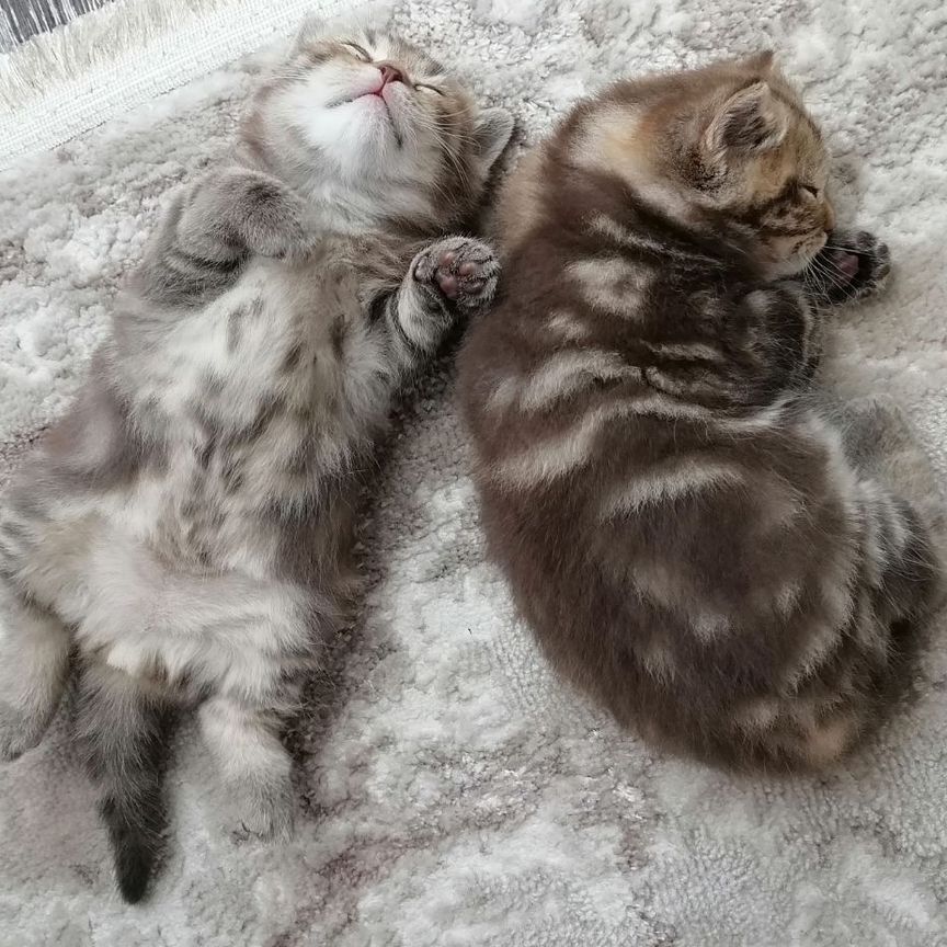 Шотландские вислоухие котята