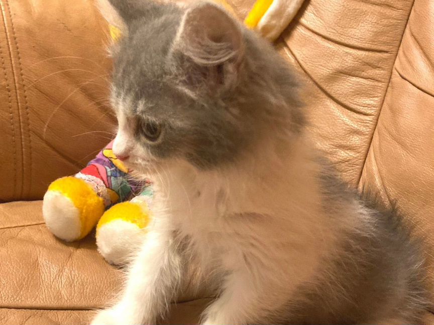 Просто котята с ветпаспортом, с прививкой