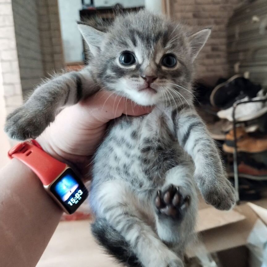 Котята бобтейл