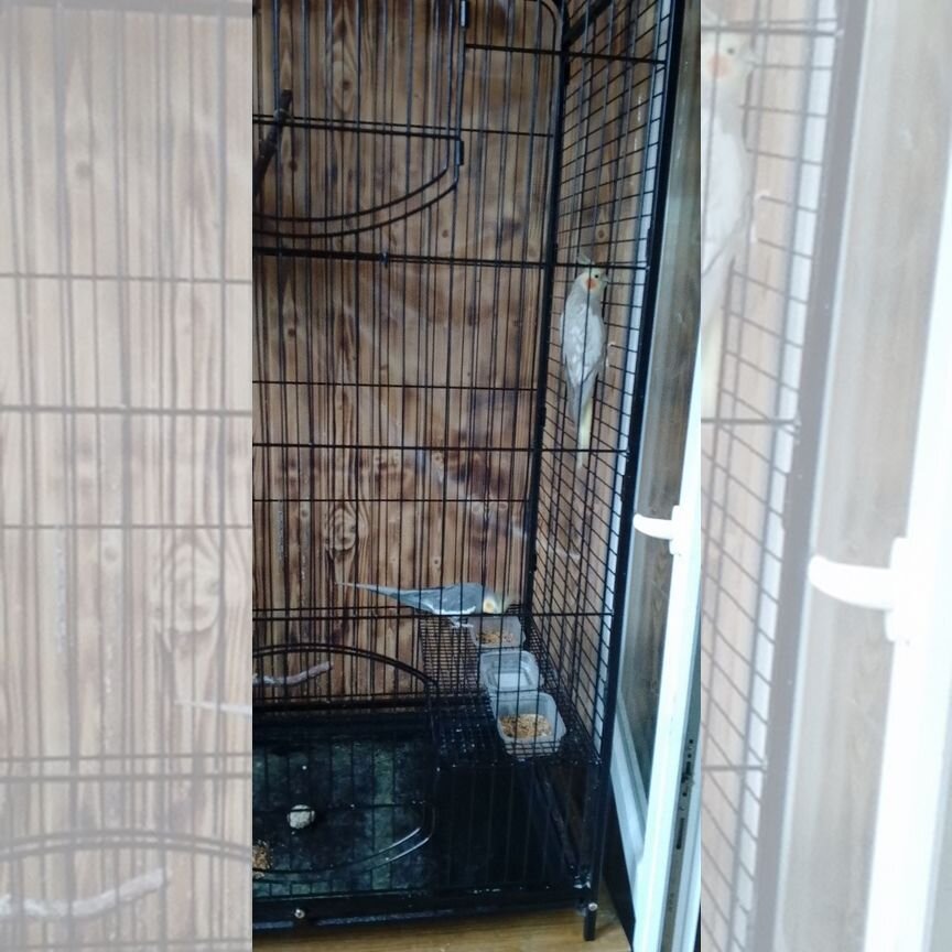 Попугай корелла с клеткой