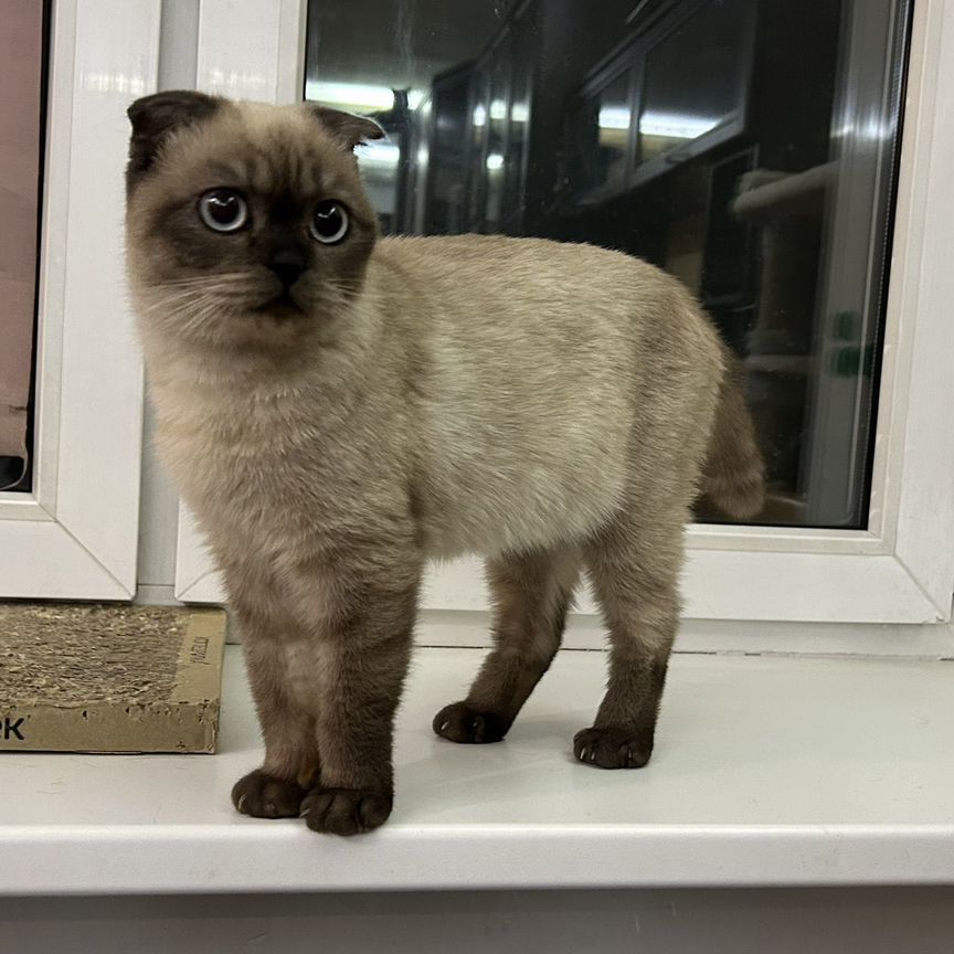 Котенок ищет семью