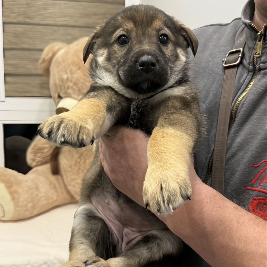 Щенок в добрые руки